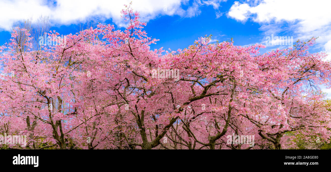 Cherry Blossoms (Sakura), Cornwall Park, Auckland, New Zealand Stock ...