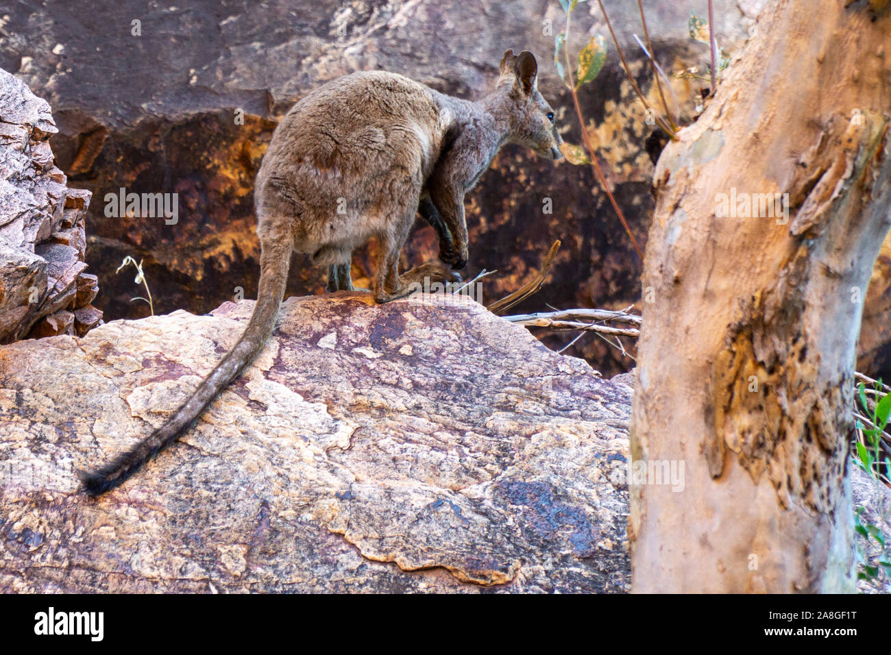 in the Australian outback a kangaroo sits on a rock and looks into the ...