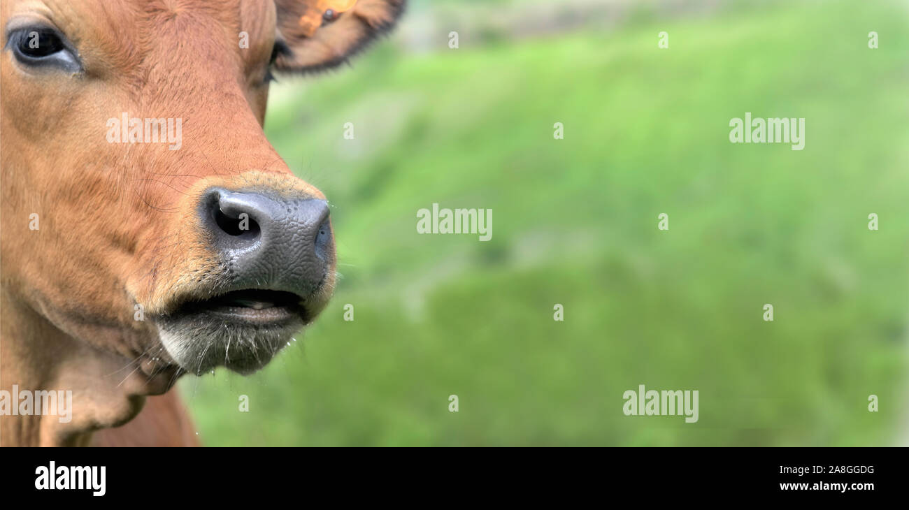 portrait of a brown alpine cow on green background in panoramic size ...