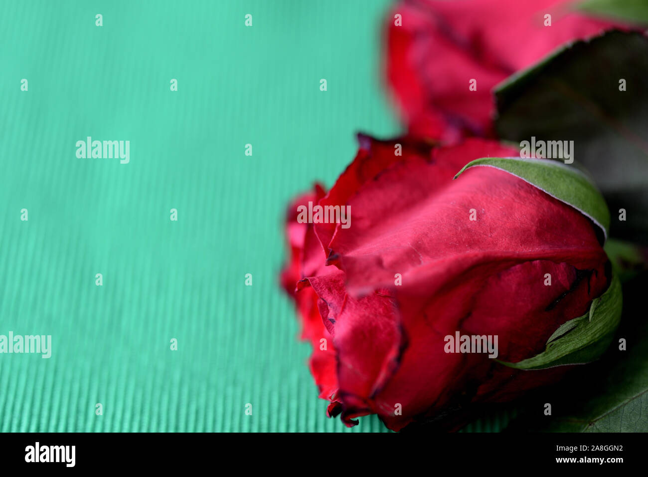 Dead dying red roses hi-res stock photography and images - Alamy