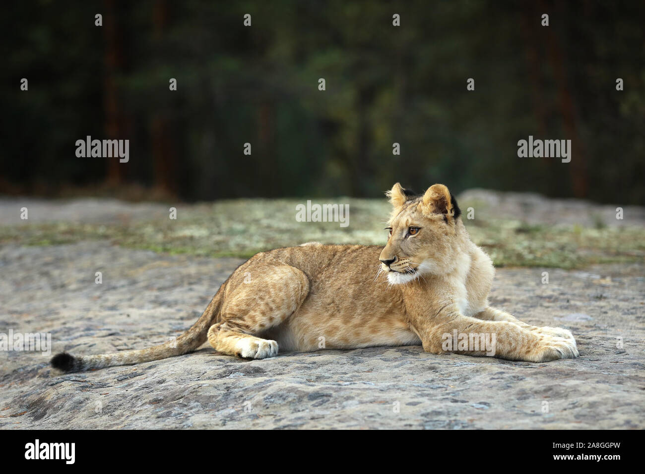 Lion cube lying down on the rock - panthera leo. Young lioness relaxing ...