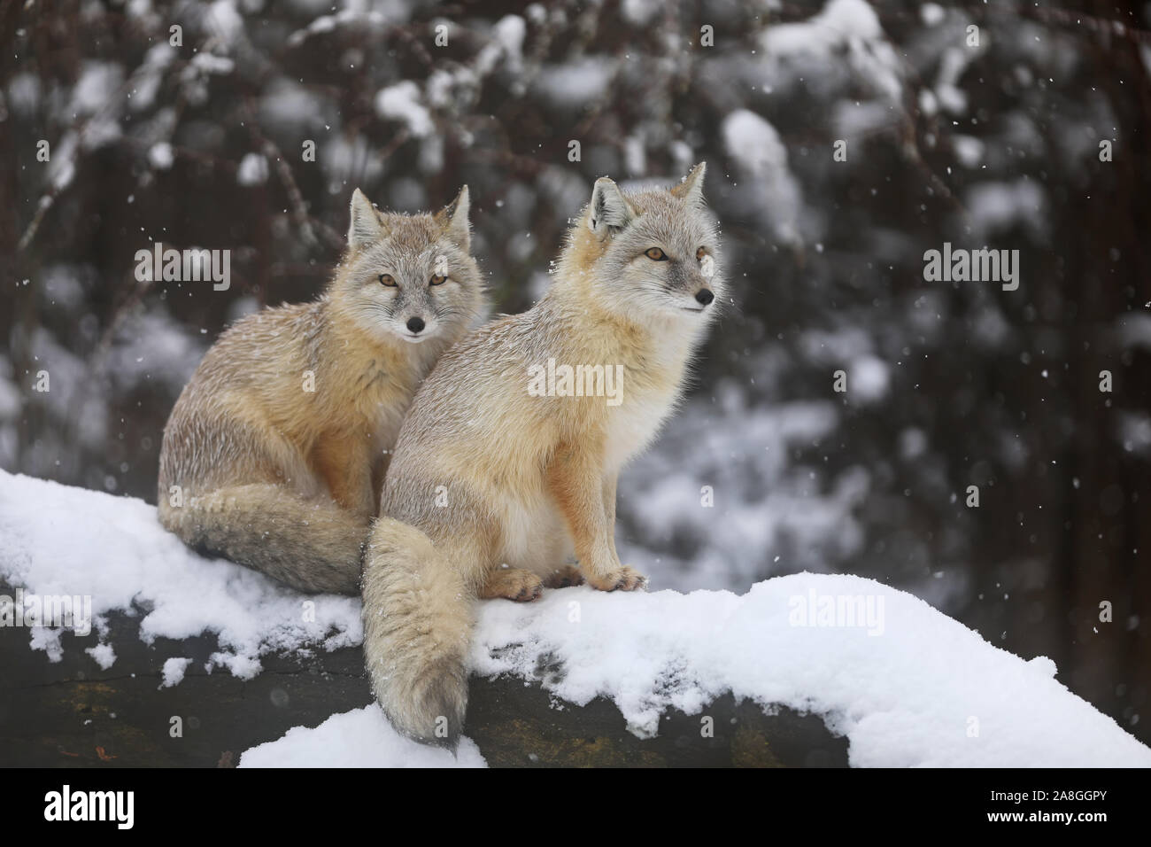 Two Corsac fox on trunk in winter - Vulpes corsac Stock Photo - Alamy