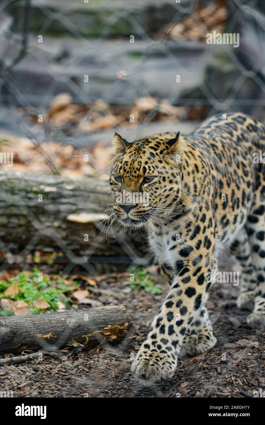 angry female cheetah crawling leopard africa safari park Stock Photo ...