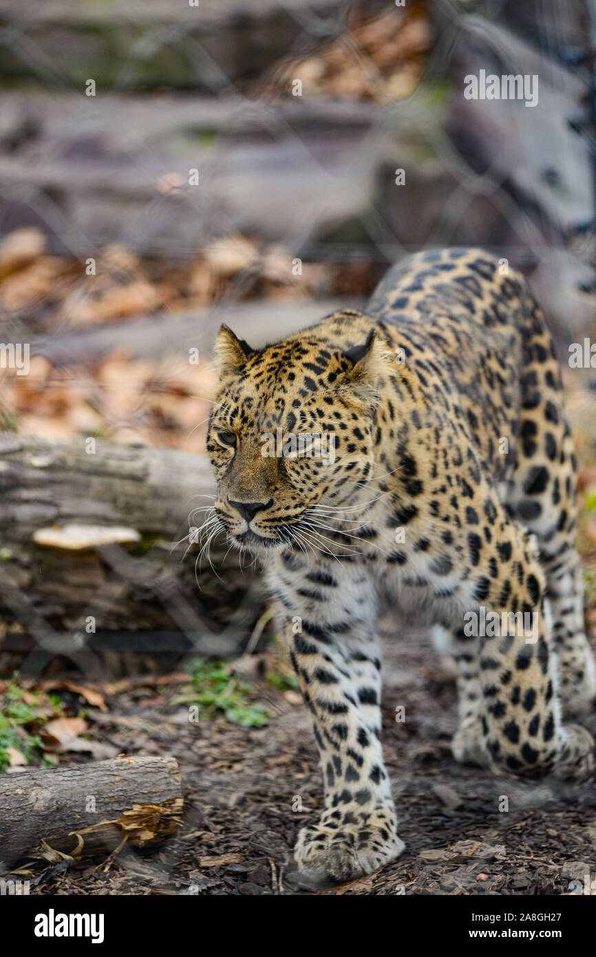 angry female cheetah crawling leopard africa safari park Stock Photo ...