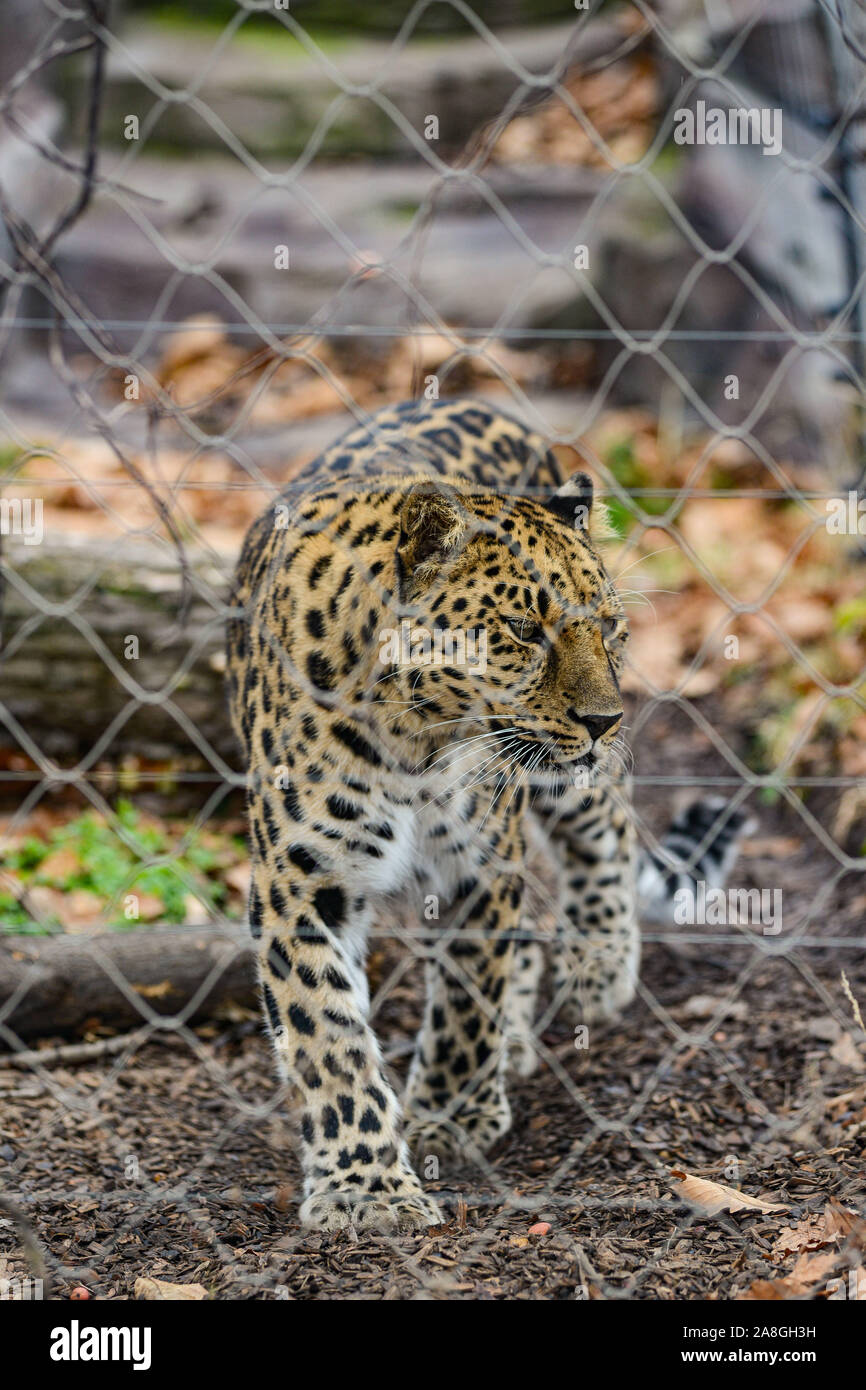angry female cheetah crawling leopard africa safari park Stock Photo ...