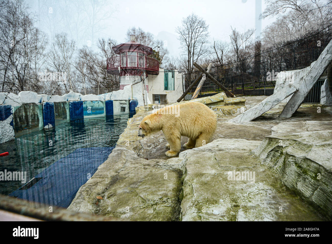 The she-bear and the bear cub play Stock Photo - Alamy