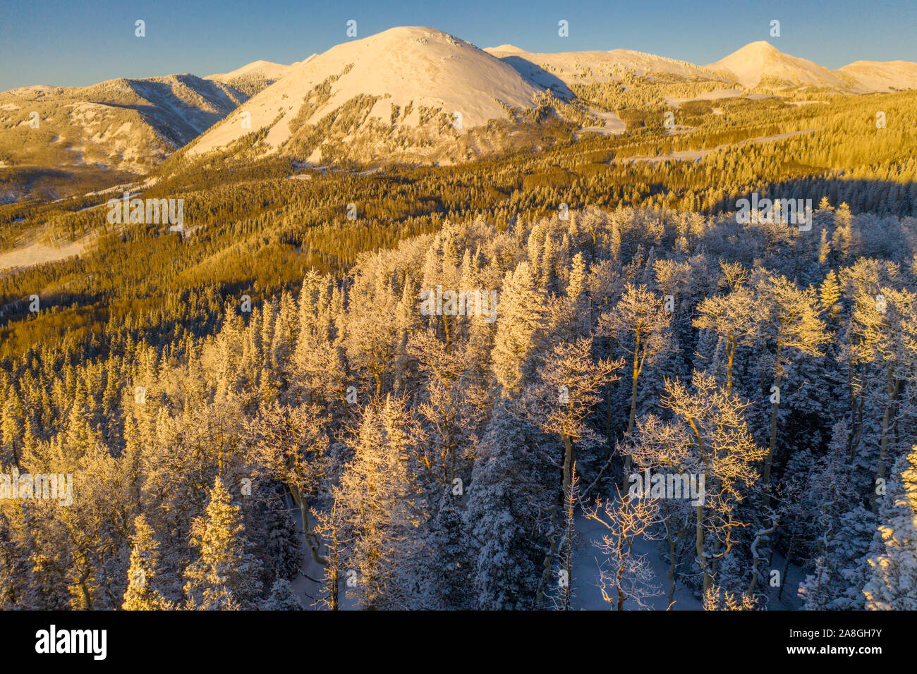 Frosted forest after heavy snow, La Sal Mountains, Utah, Manti-La Sal ...