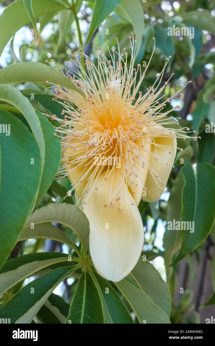 Baobab tree ( Adansonia gregorii ) flower Stock Photo - Alamy