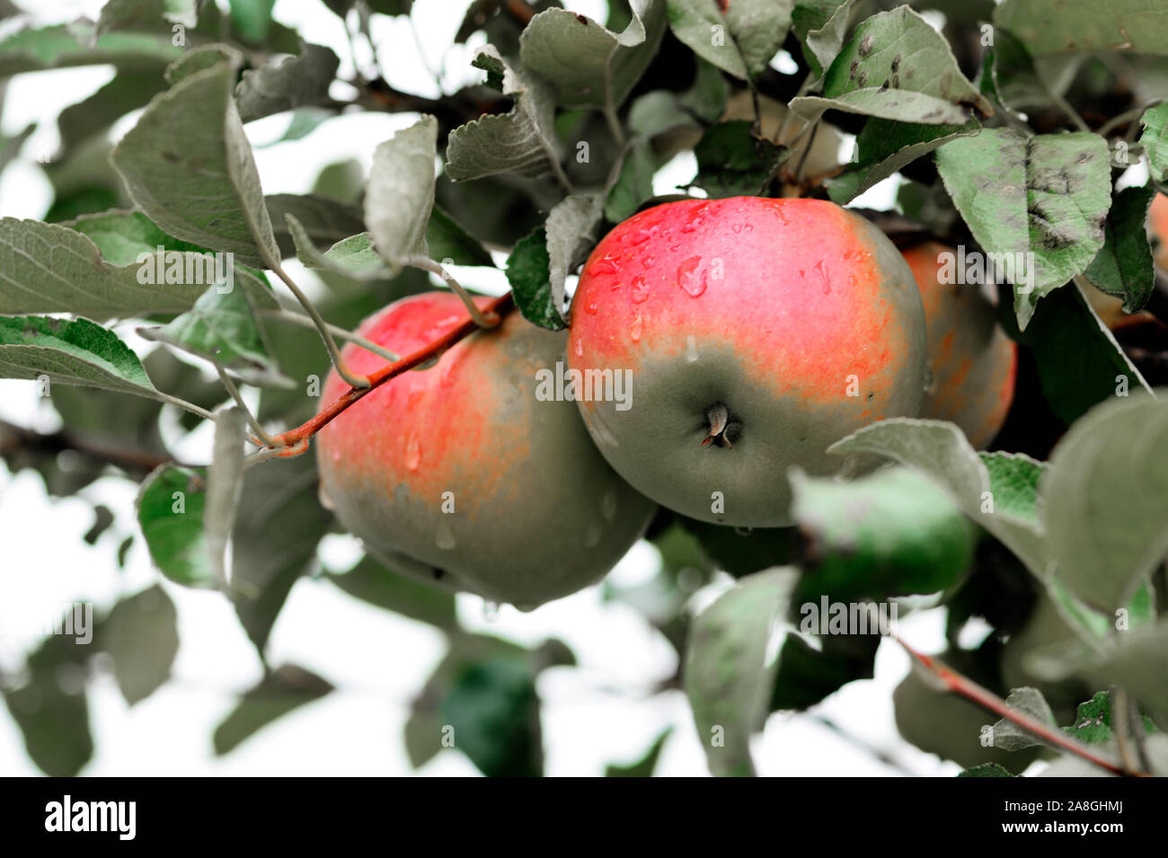 Selective color effect hi-res stock photography and images - Alamy