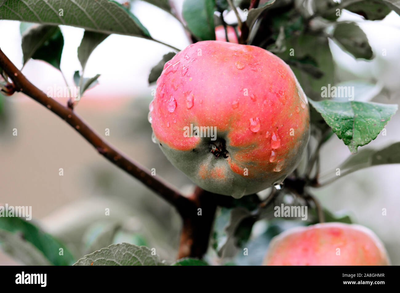 Unripe red apple with waterdrops close up. Selective color effect Stock ...