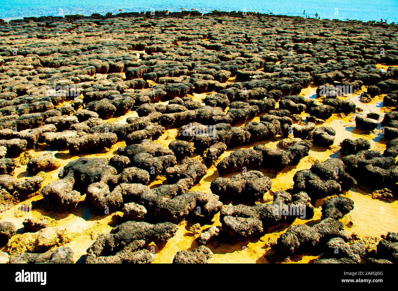 Stromatolites hi-res stock photography and images - Alamy