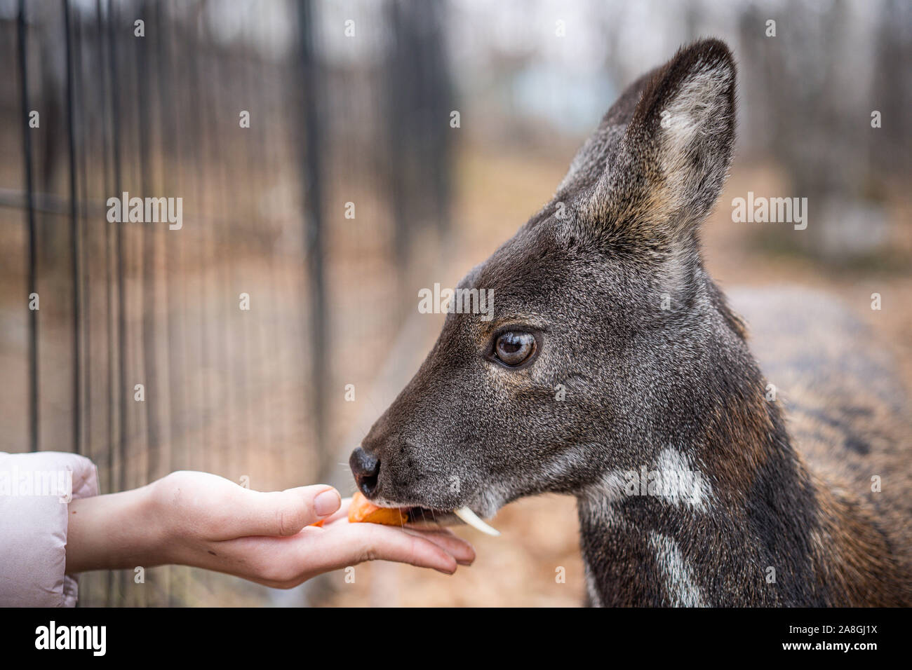 Himalayan musk deer hi-res stock photography and images - Alamy