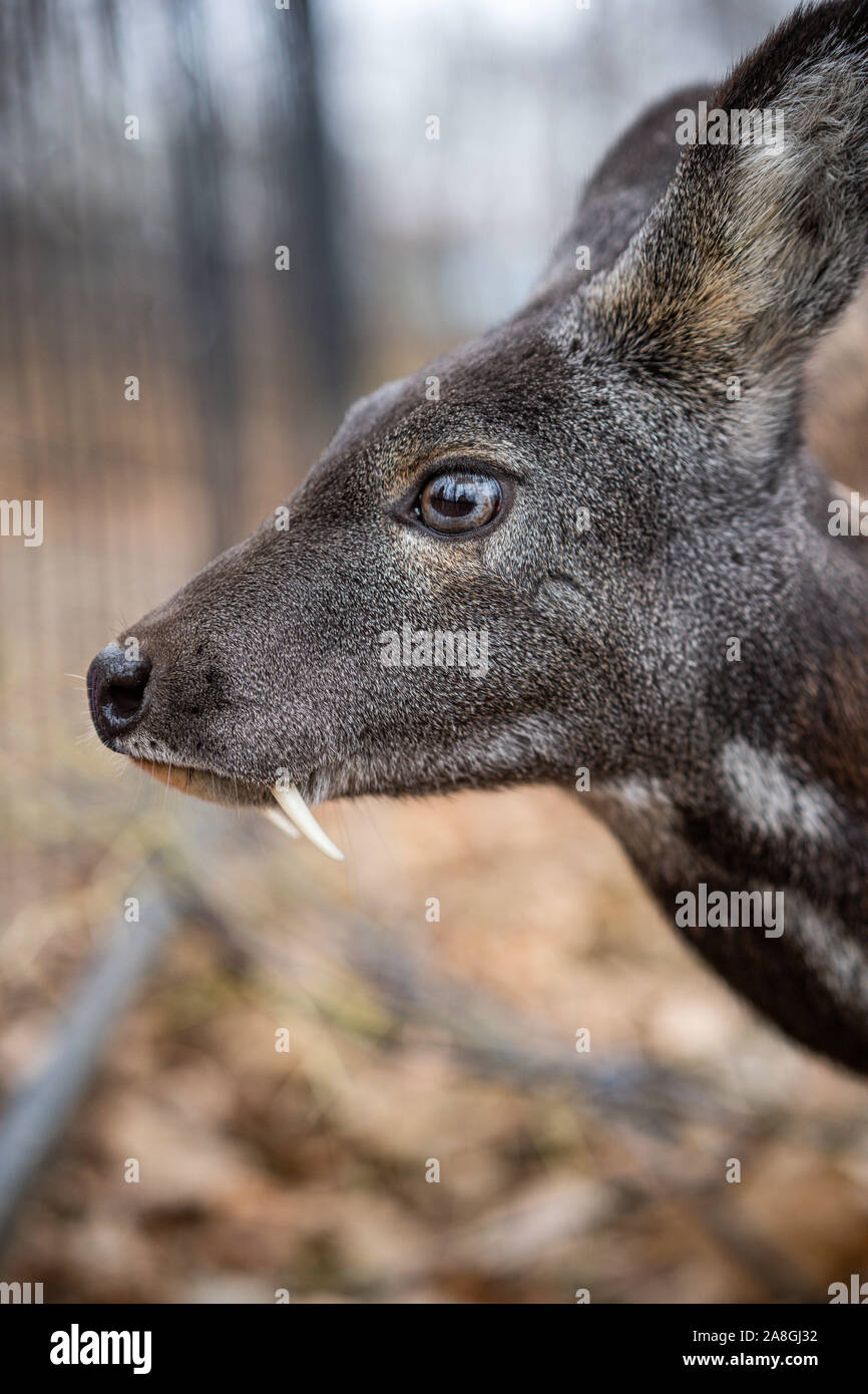 Siberian musk deer. a rare pair hoofed animal with fangs Stock Photo ...