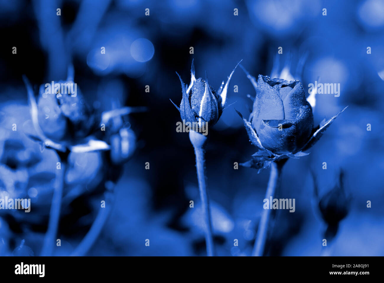 Rose flowers covered with morning dew in a summer garden close-up. Deep ...