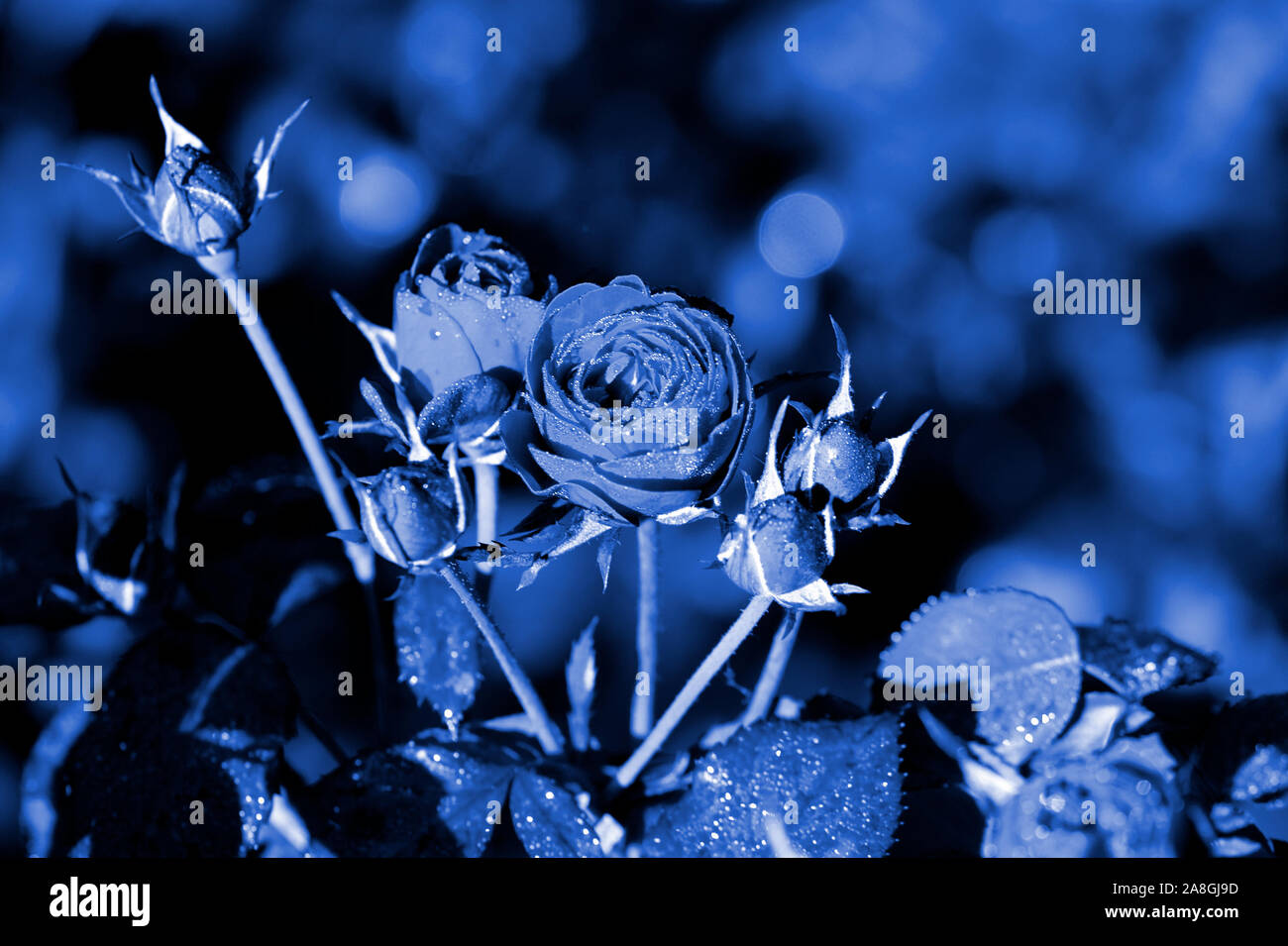 Rose flowers covered with morning dew in a summer garden close-up. Deep ...