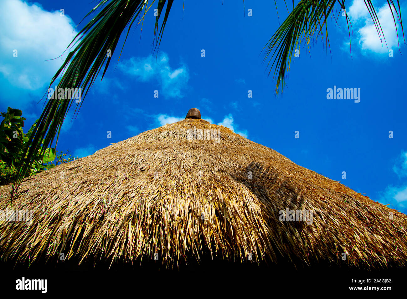 Reed roof texture hi-res stock photography and images - Alamy