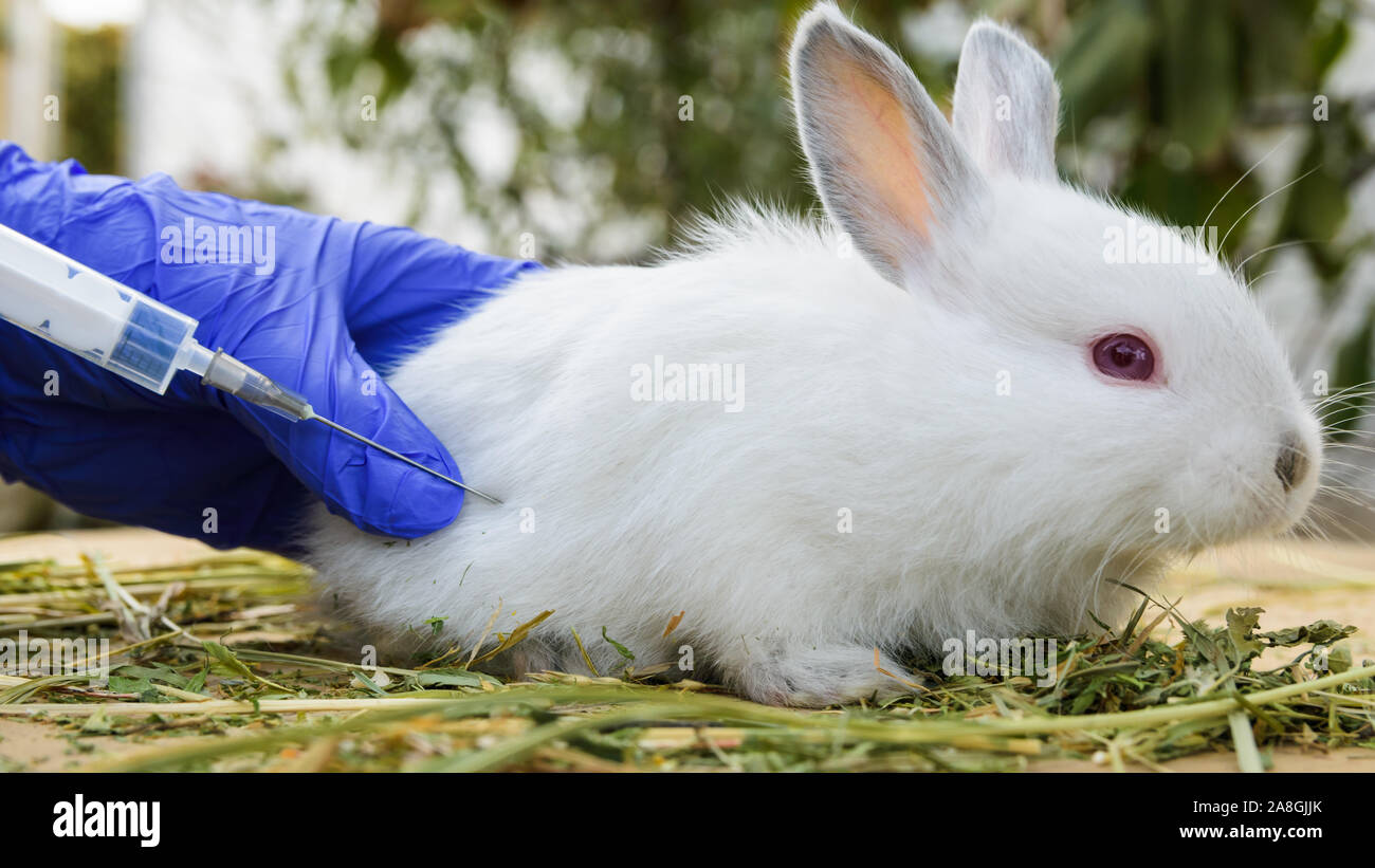 Animal testing cage hi-res stock photography and images - Alamy