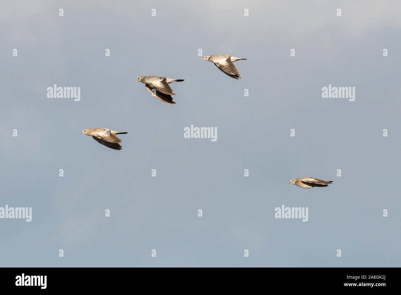 Flying Stock Doves on migration against a blue sky Stock Photo - Alamy