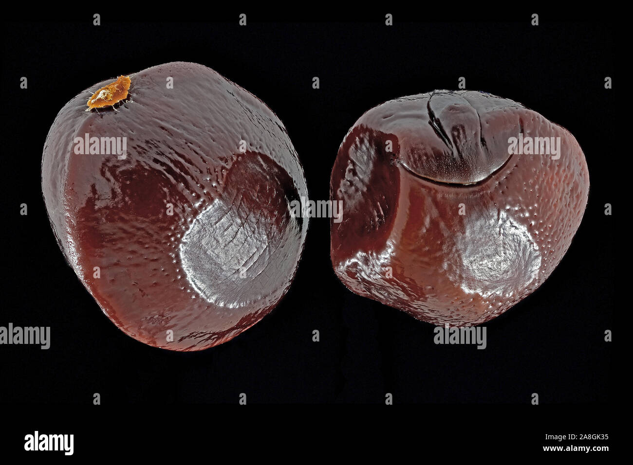 Tamarind seeds hi-res stock photography and images - Alamy