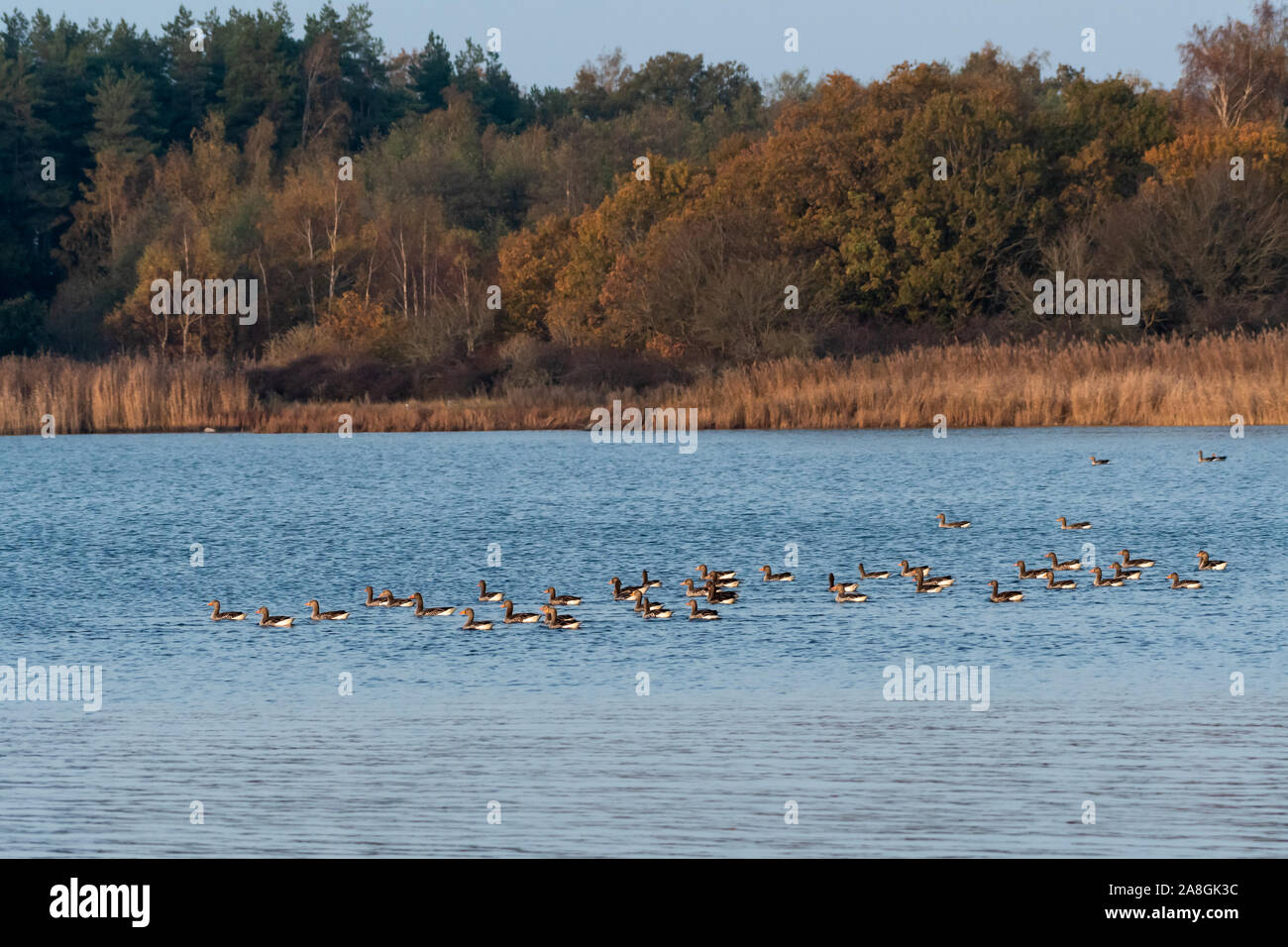 Fall season view with Greylag Geese taking a migration break in a ...