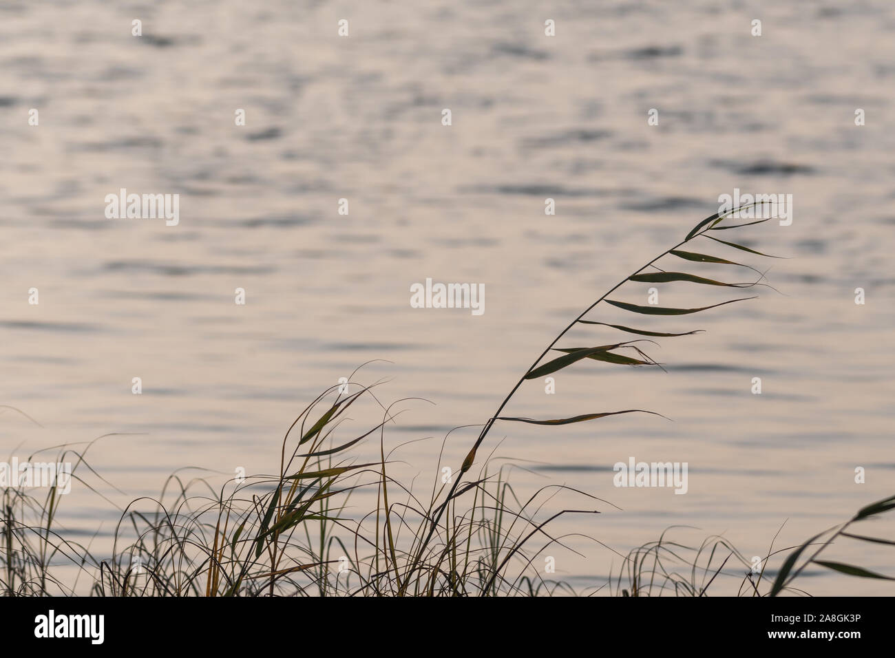 Reed plants silhouettes by the water in fall season Stock Photo - Alamy