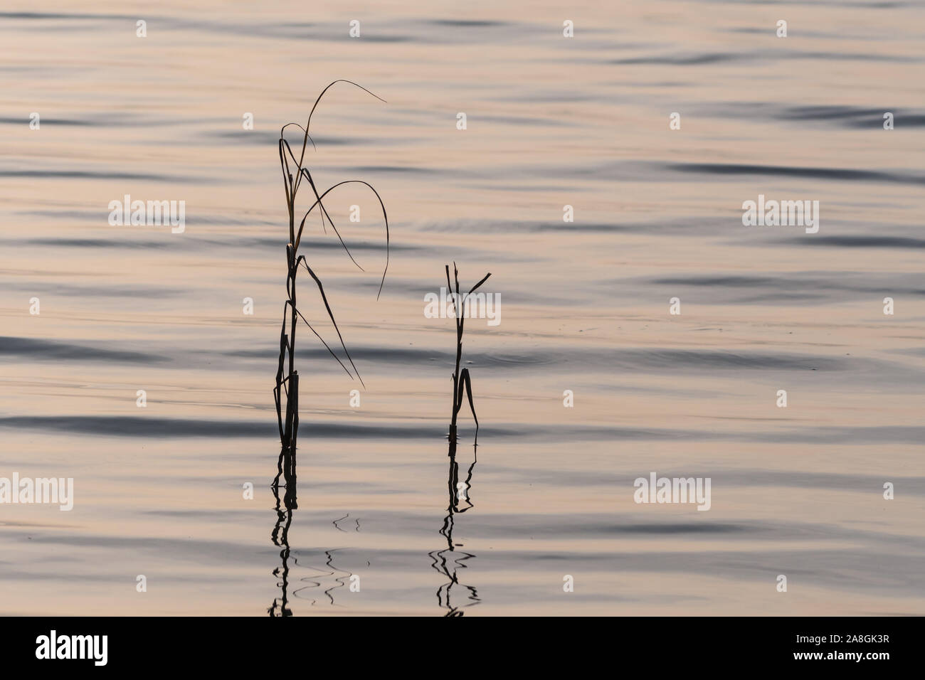 Condolence cane hi-res stock photography and images - Alamy