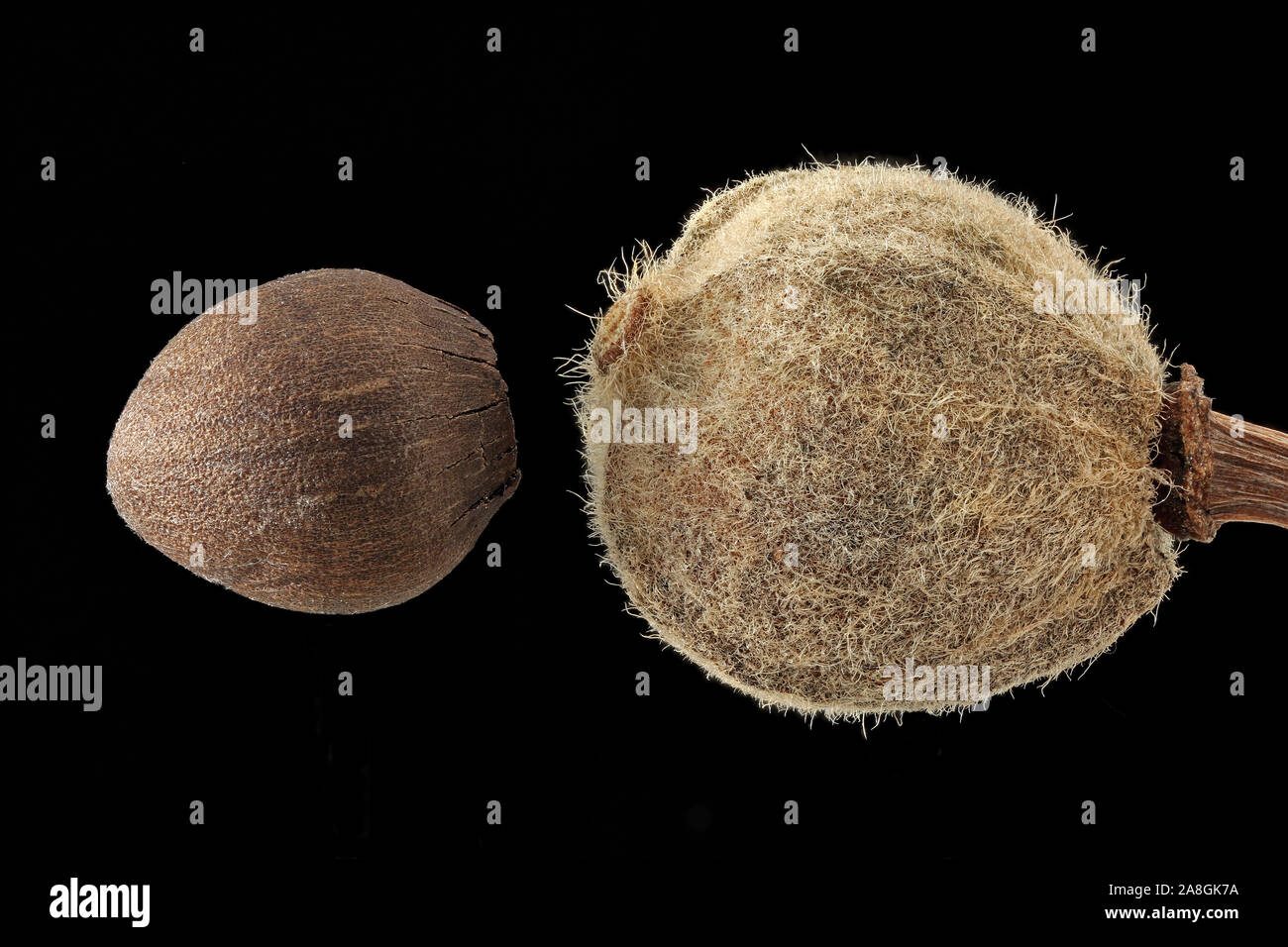 Tilia platyphyllos, Large-leaved lime, Sommer-Linde, seed and fruit ...