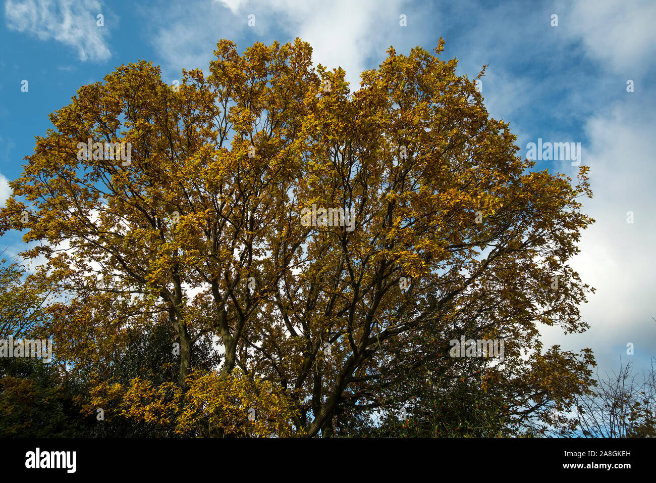 Big oak tree in autumn Stock Photo - Alamy