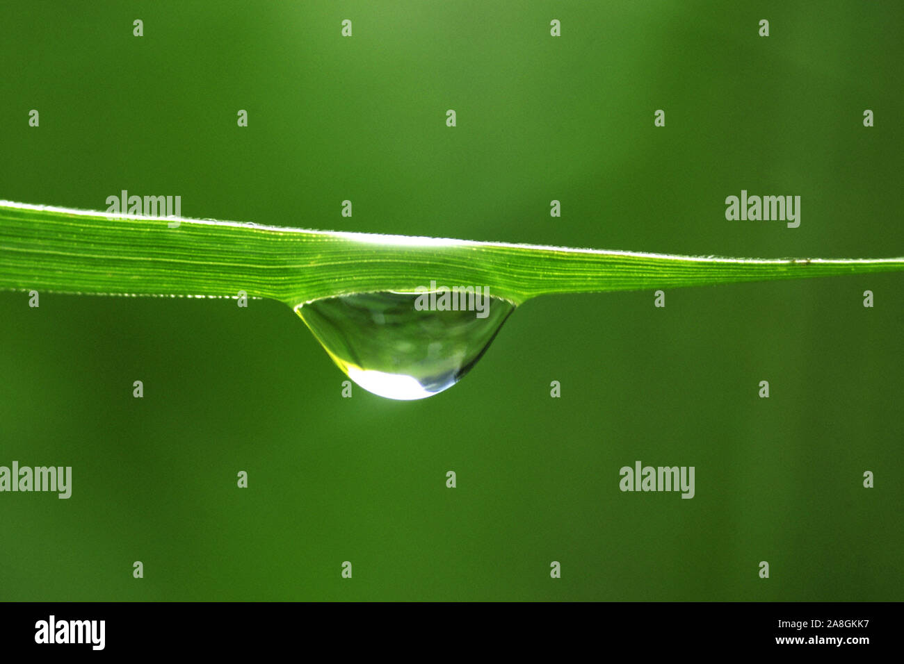 Einzelner tropfen hi-res stock photography and images - Alamy