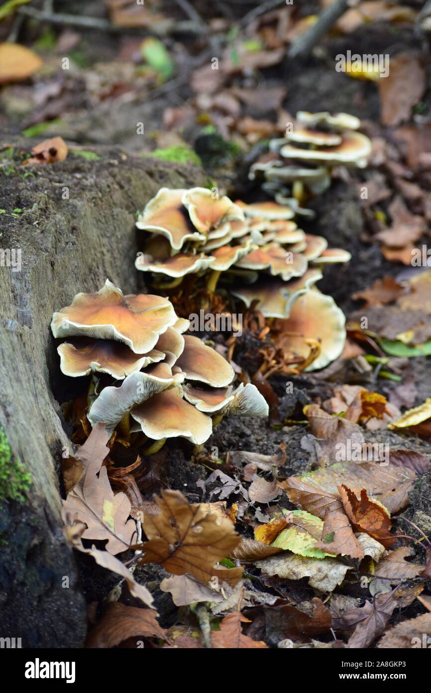 massive Mushrooms along a Dead tree Stock Photo - Alamy