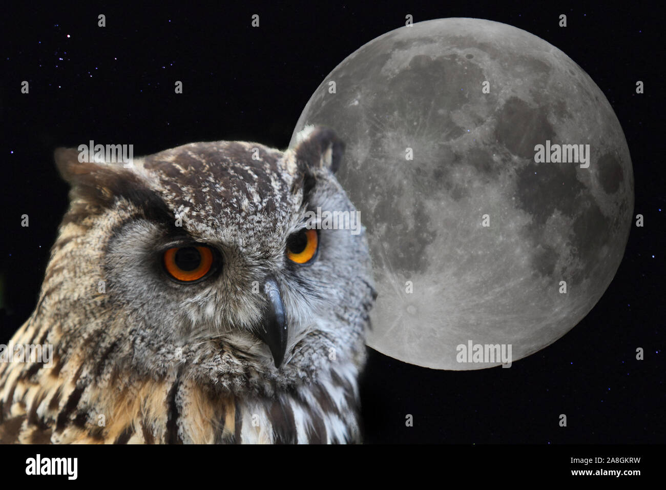 eagle owl with background the moon in the night sky Stock Photo - Alamy