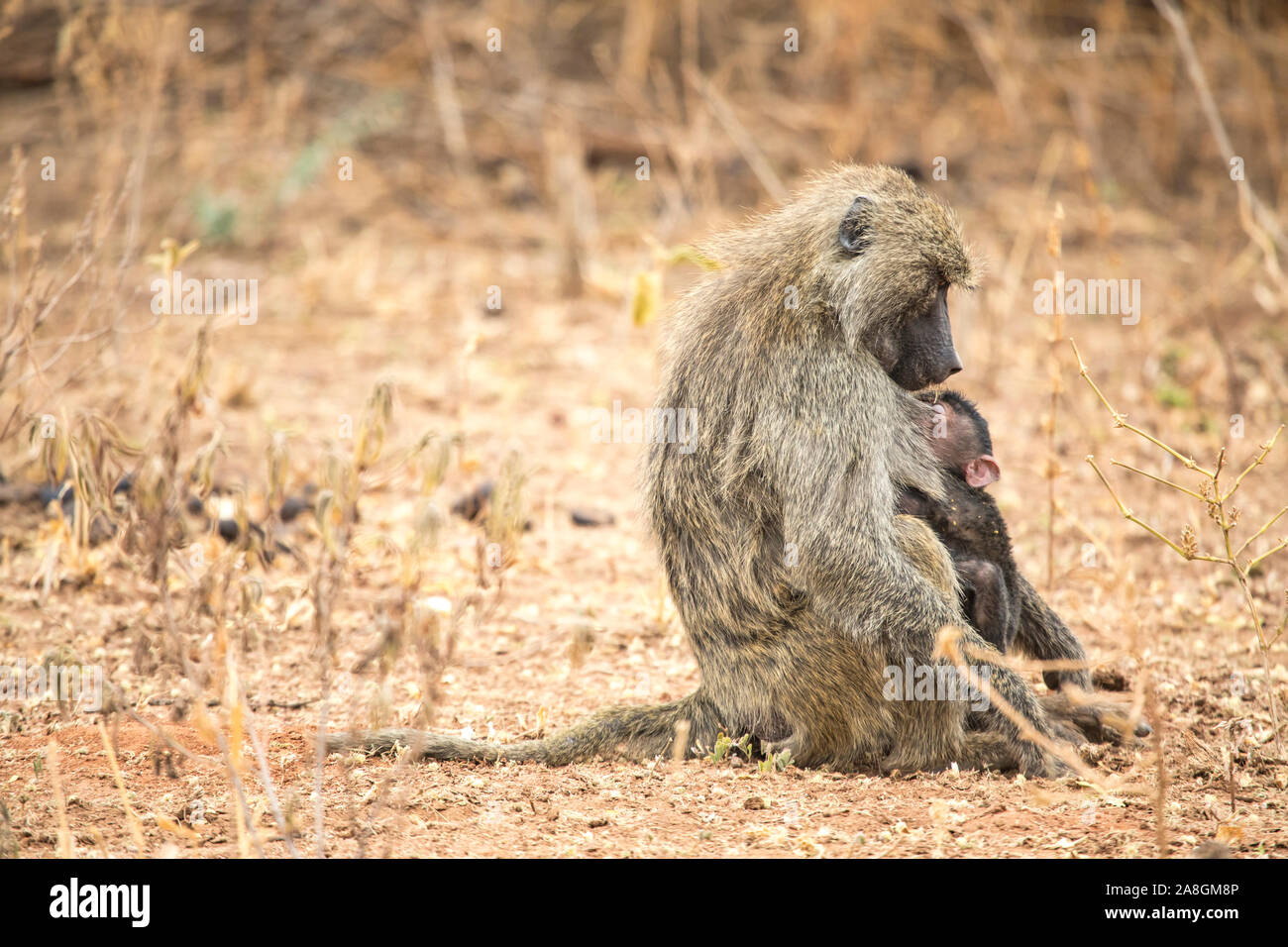 Baboon Skin High Resolution Stock Photography and Images - Alamy