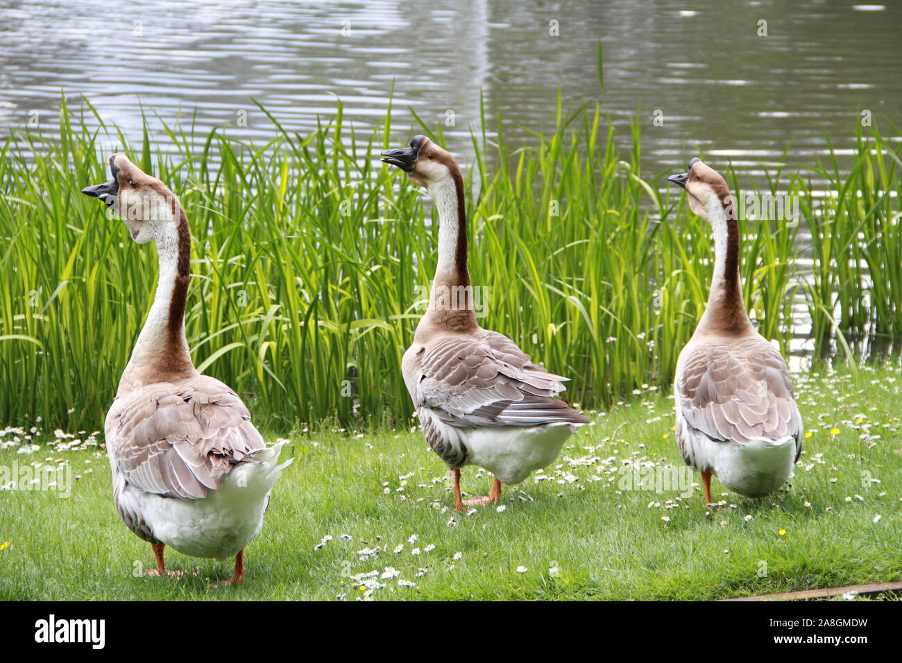 Chinese farm animals hi-res stock photography and images - Alamy