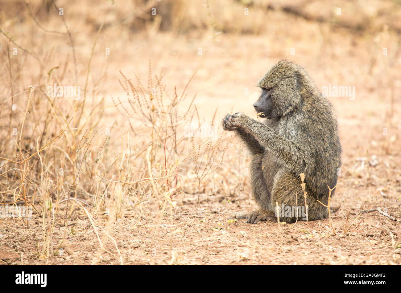 baboon eating in nature reserve in Tanzania Stock Photo - Alamy