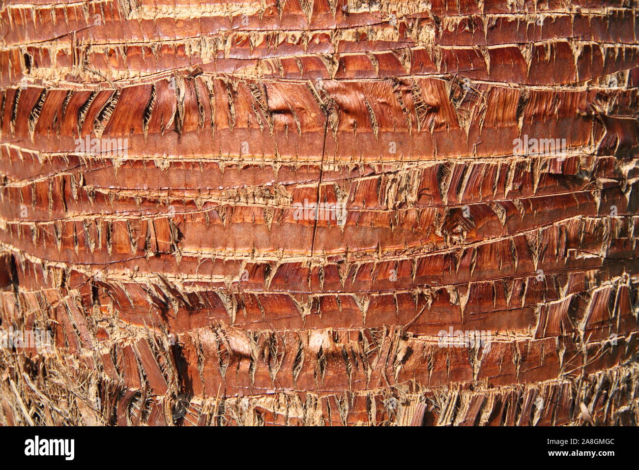 Trunk of a palm tree as a background Stock Photo - Alamy
