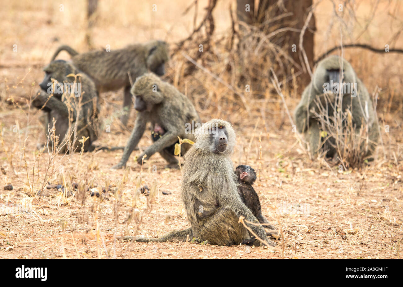 Baboon skin hi-res stock photography and images - Alamy