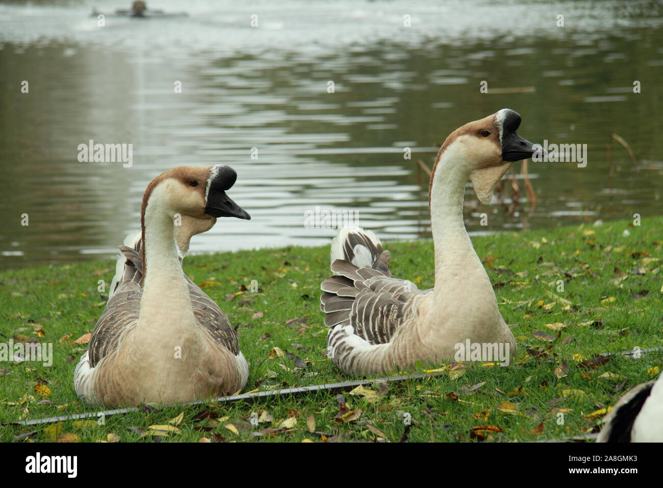 Chinese mute geese at the lake Stock Photo - Alamy