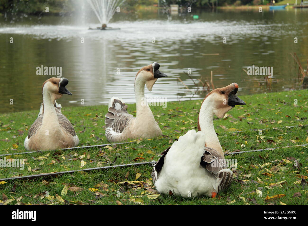 Egyptian chinese hi-res stock photography and images - Alamy