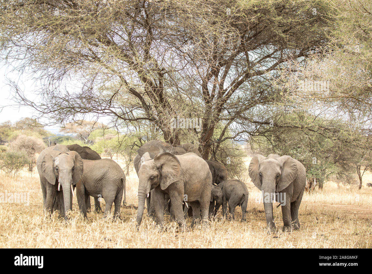 african elephant in a nature reserve in Tanzania Stock Photo - Alamy