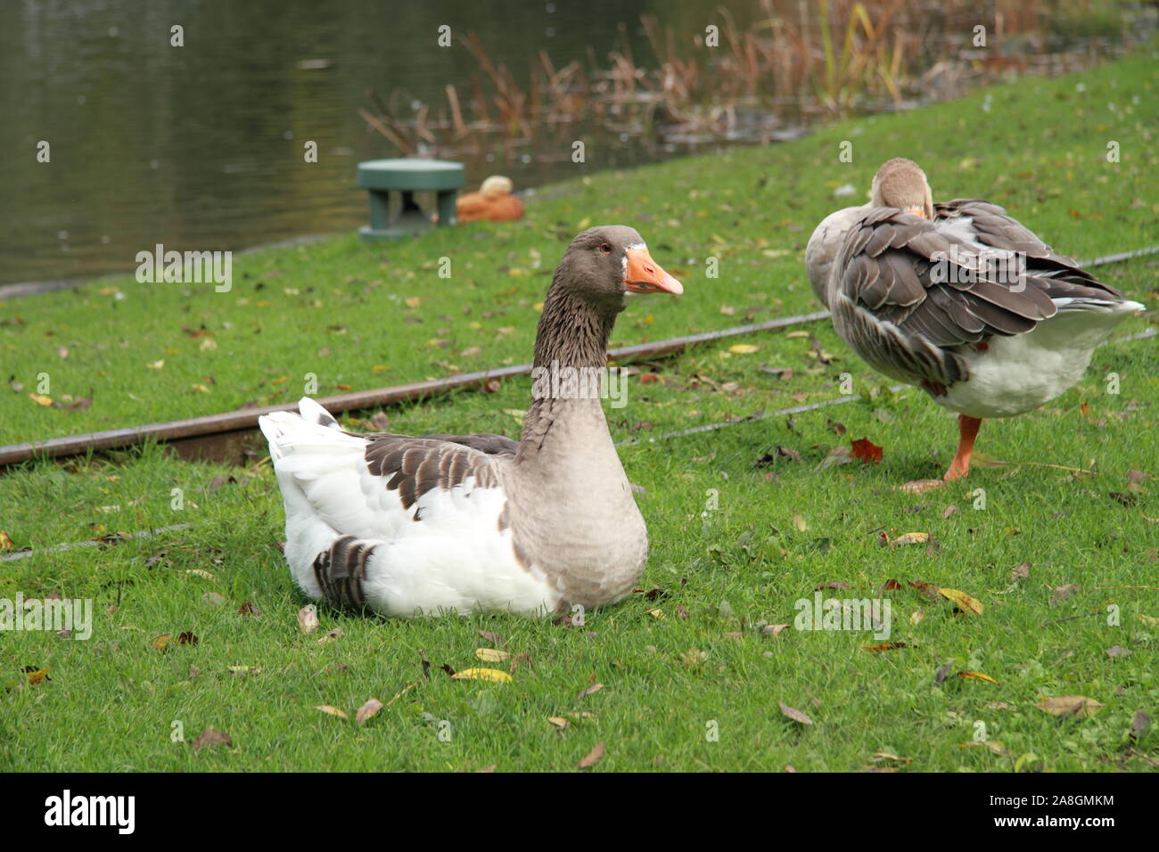 Chinese mute geese at the lake Stock Photo - Alamy