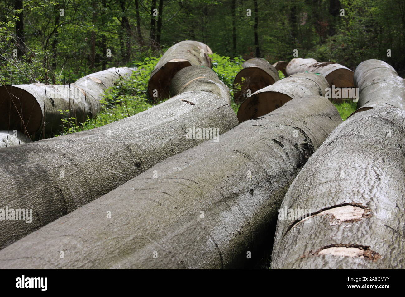 tree trunks on the forest path Stock Photo - Alamy