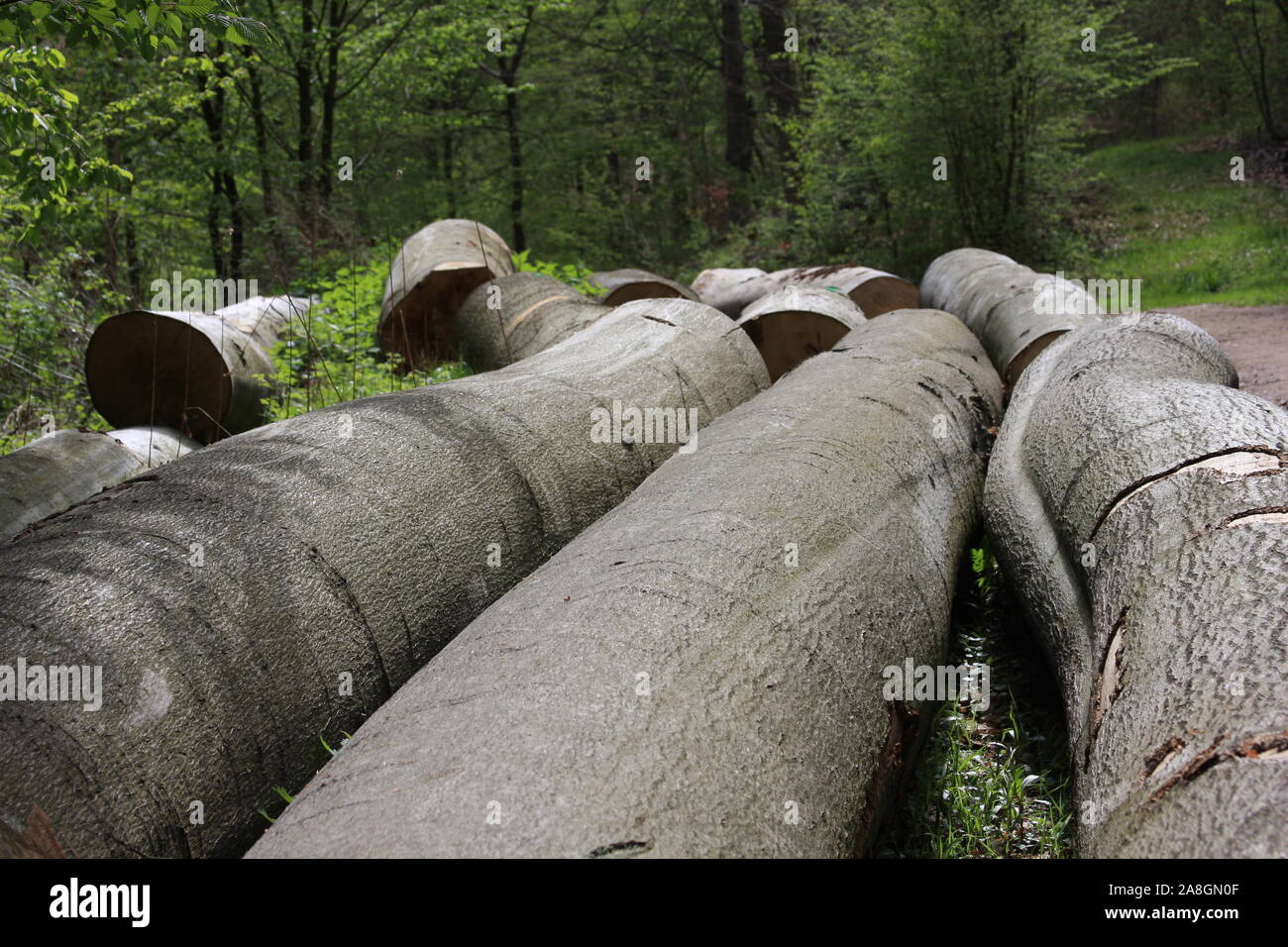 tree trunks on the forest path Stock Photo - Alamy
