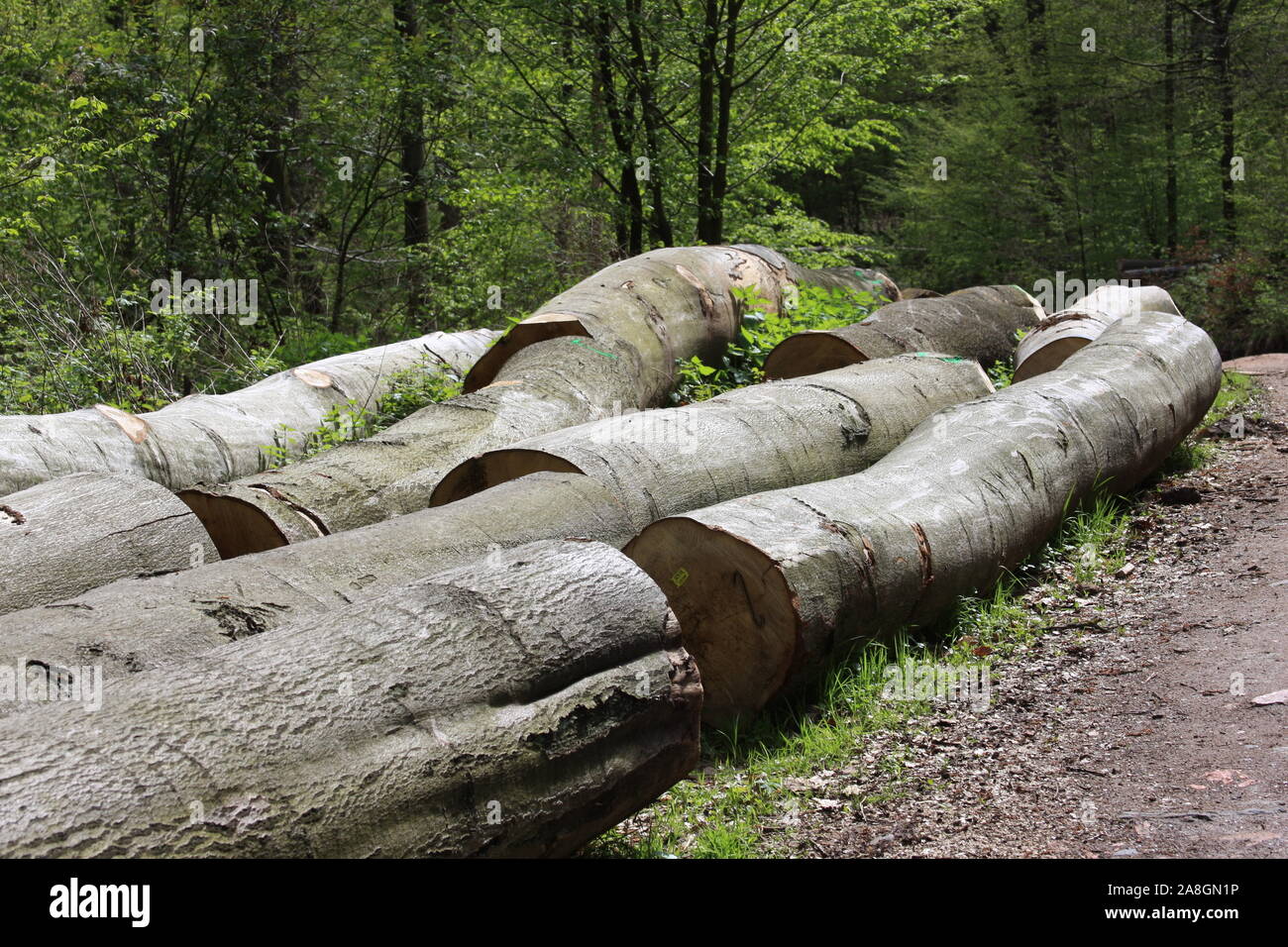 tree trunks on the forest path Stock Photo - Alamy