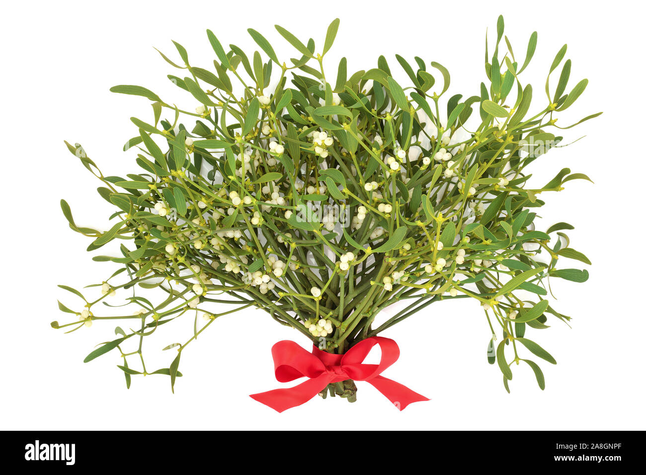 Mistletoe bunch for the festive season tied with a red bow isolated on ...