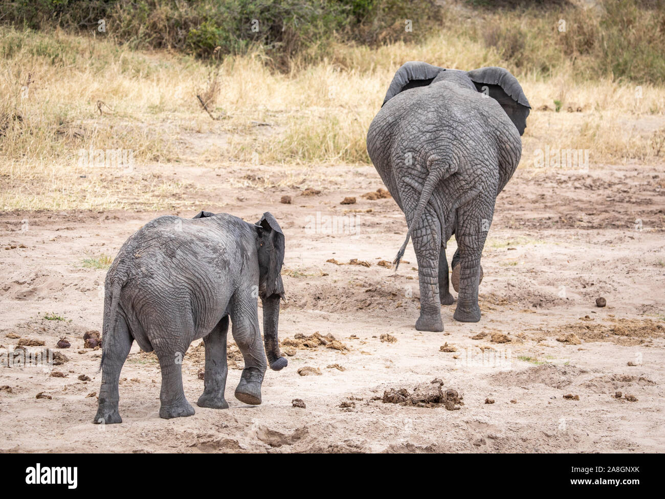 african elephant in a nature reserve in Tanzania Stock Photo - Alamy