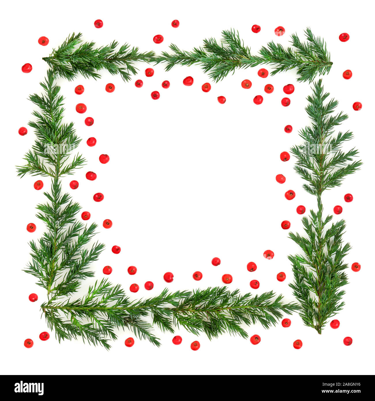 Juniper border with winter holly berries on white background with copy ...