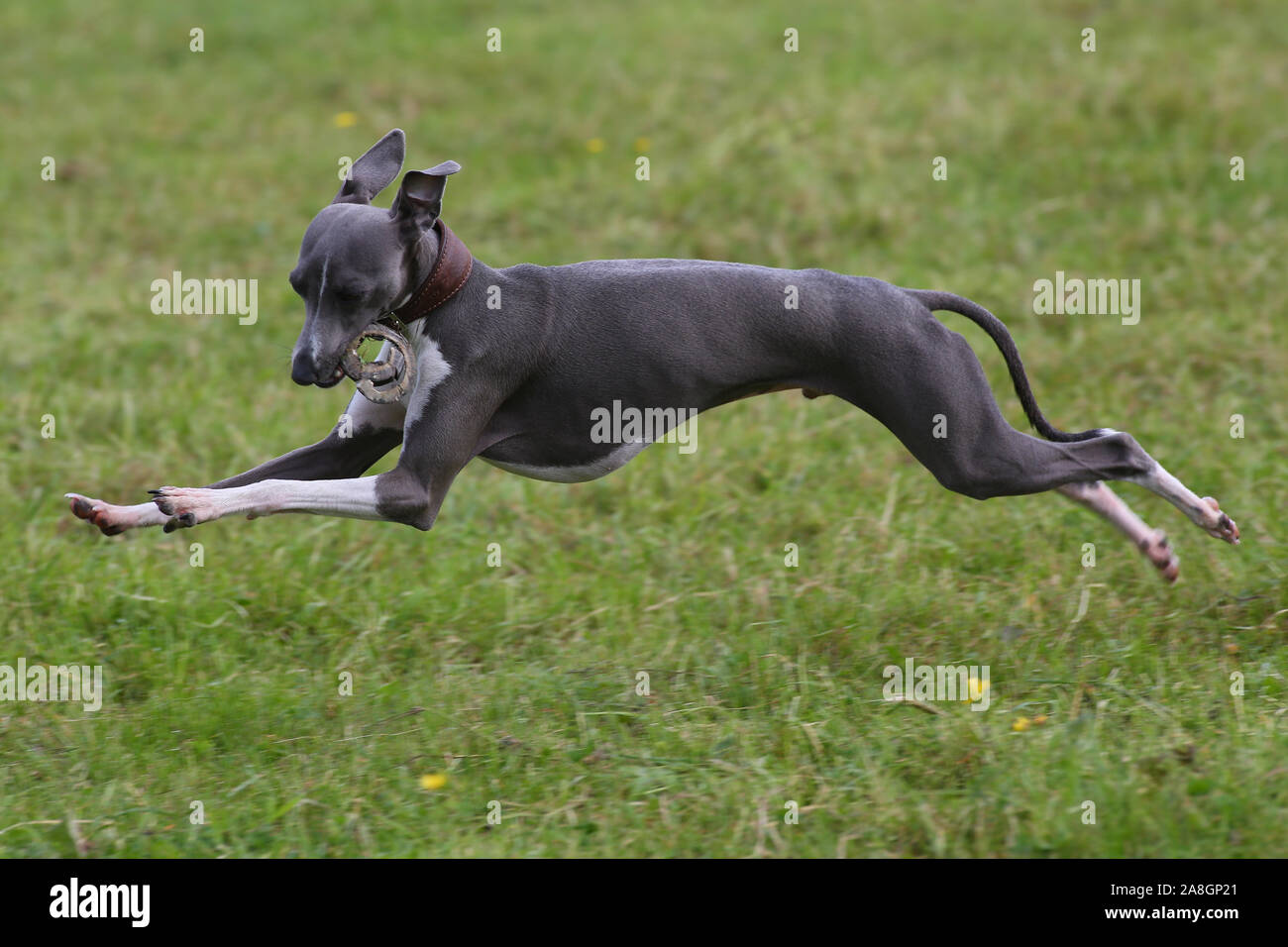 Leaping Greyhound High Resolution Stock Photography and Images - Alamy
