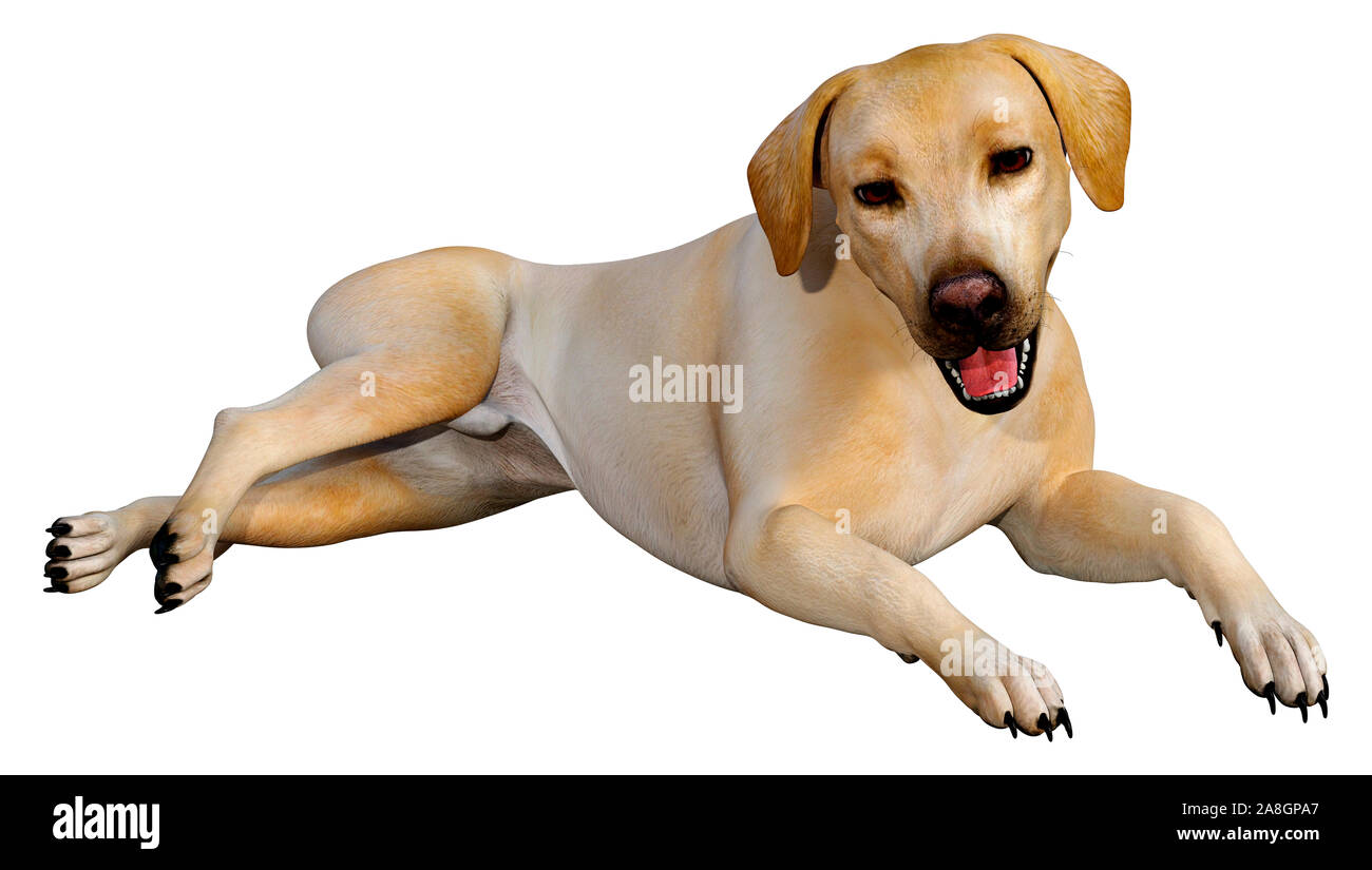 3D rendering of a yellow labrador dog isolated on white background ...