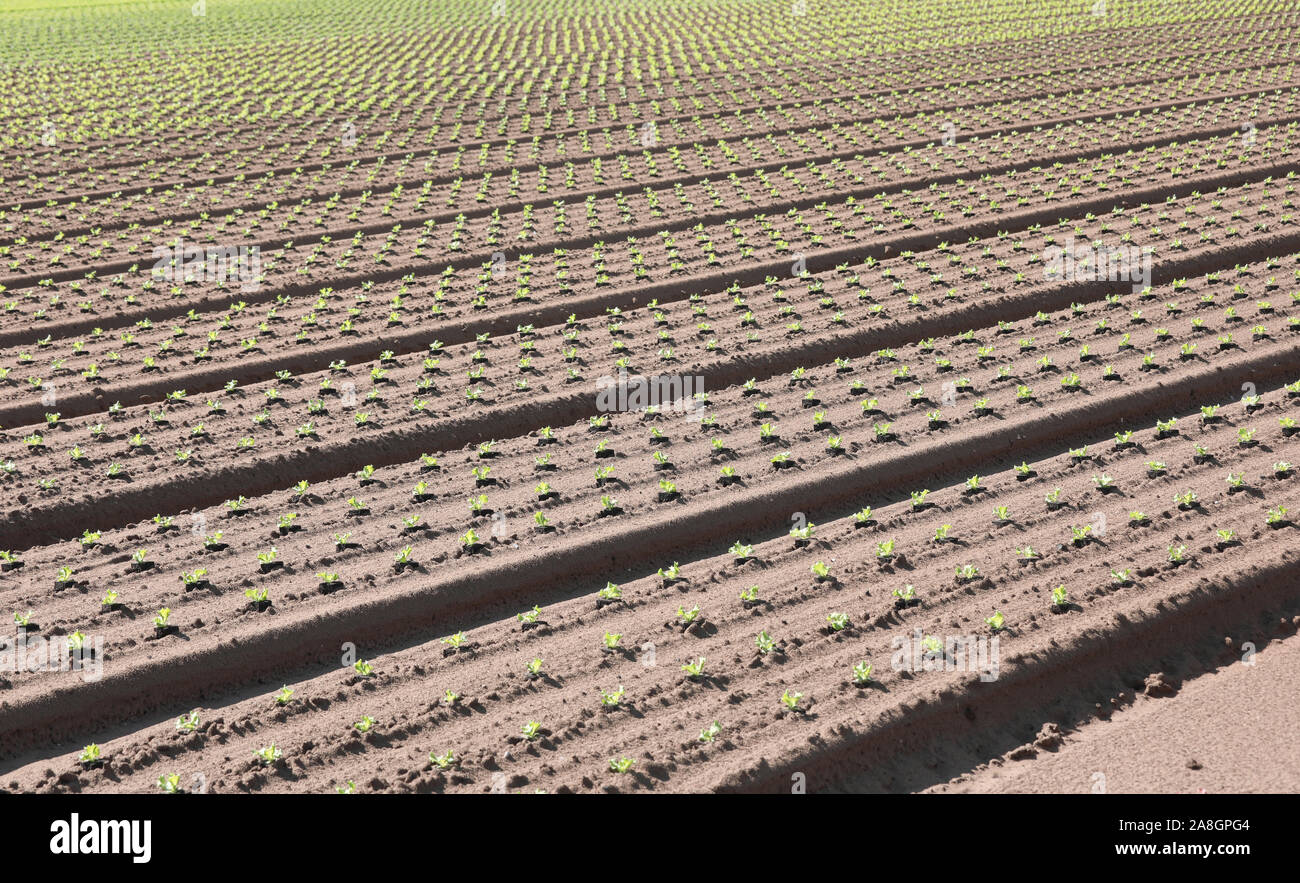 various stages of growth of organic green lettuce shoots in the field ...