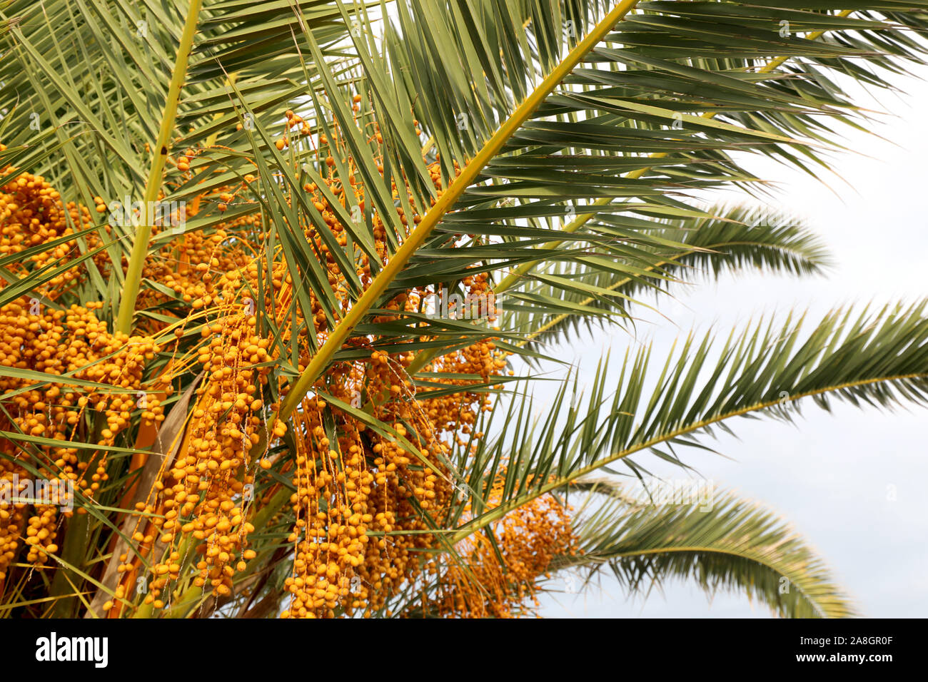 dates on the palm tree on the tropical country Stock Photo - Alamy